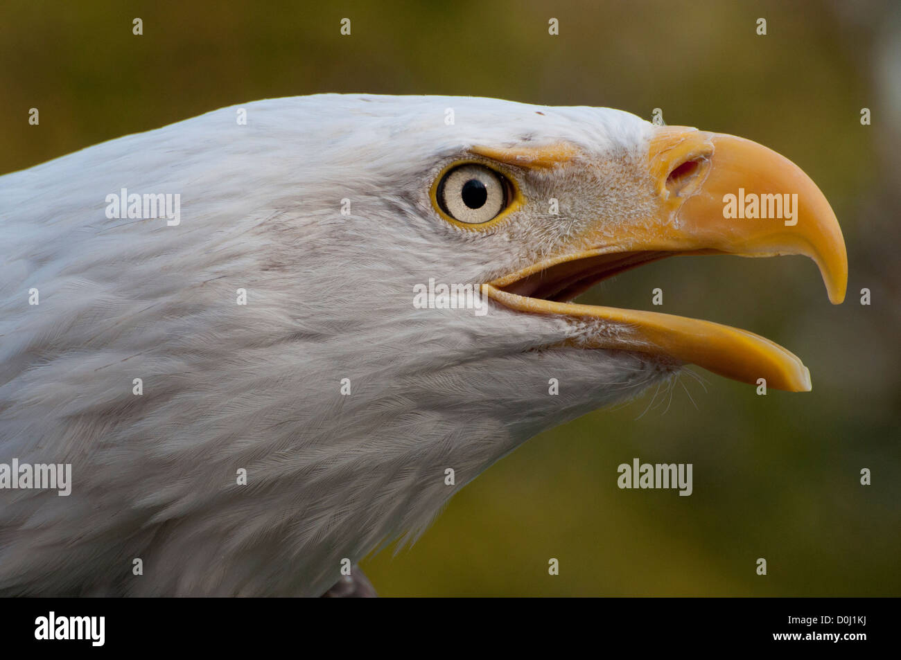 Close-up of a Bald Eagle Stock Photo - Alamy