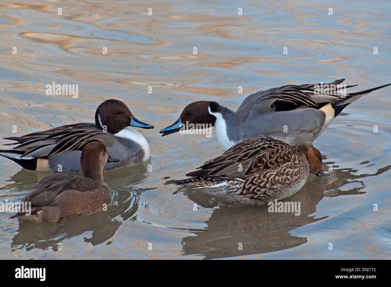 Two pintail ducks hi-res stock photography and images - Alamy