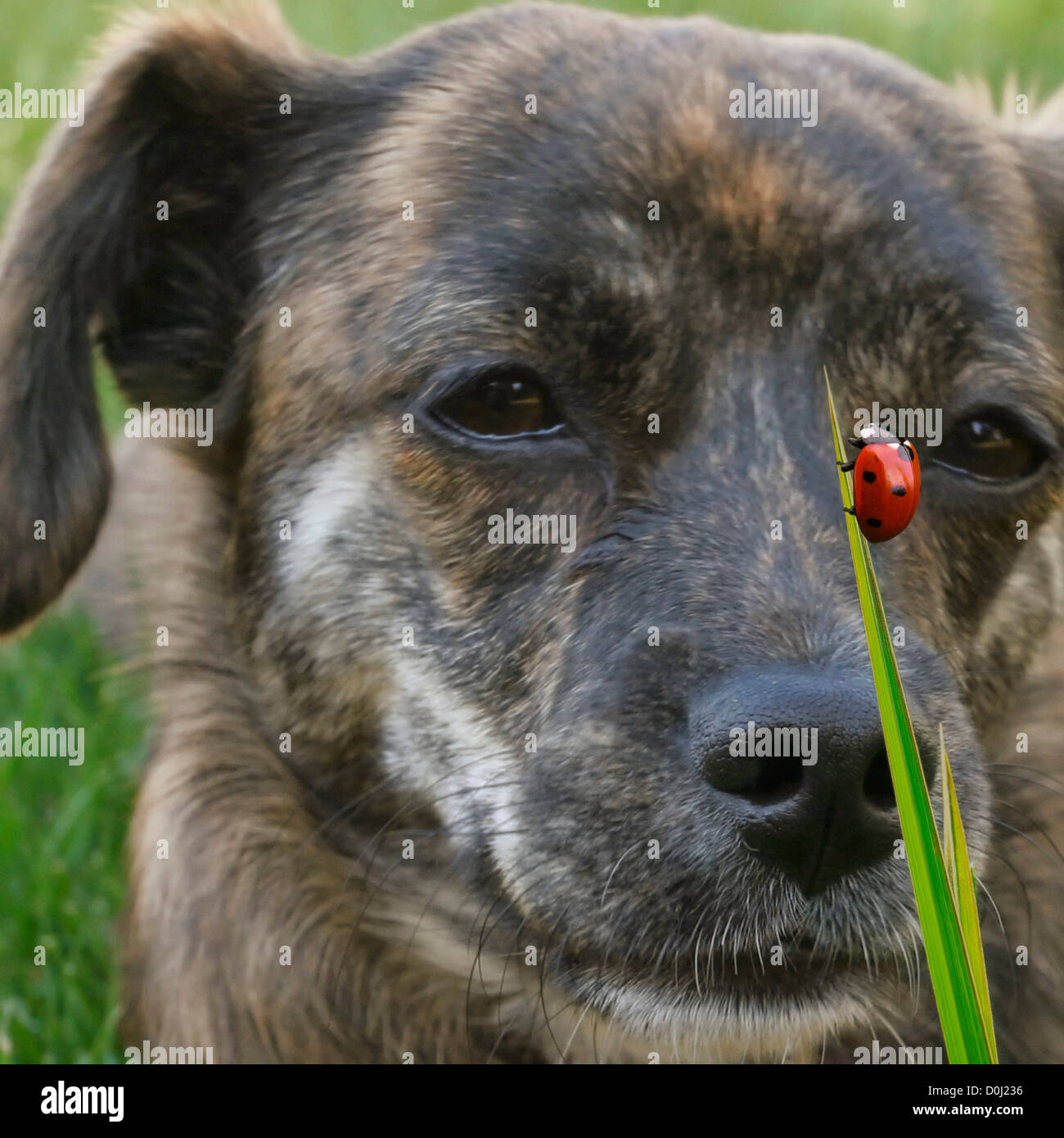 Dog and Ladybug Stock Photo - Alamy
