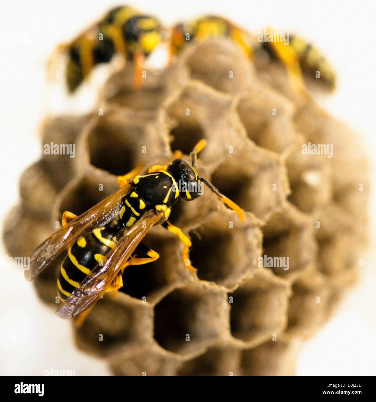 Paper Wasp and Small Hive Stock Photo - Alamy