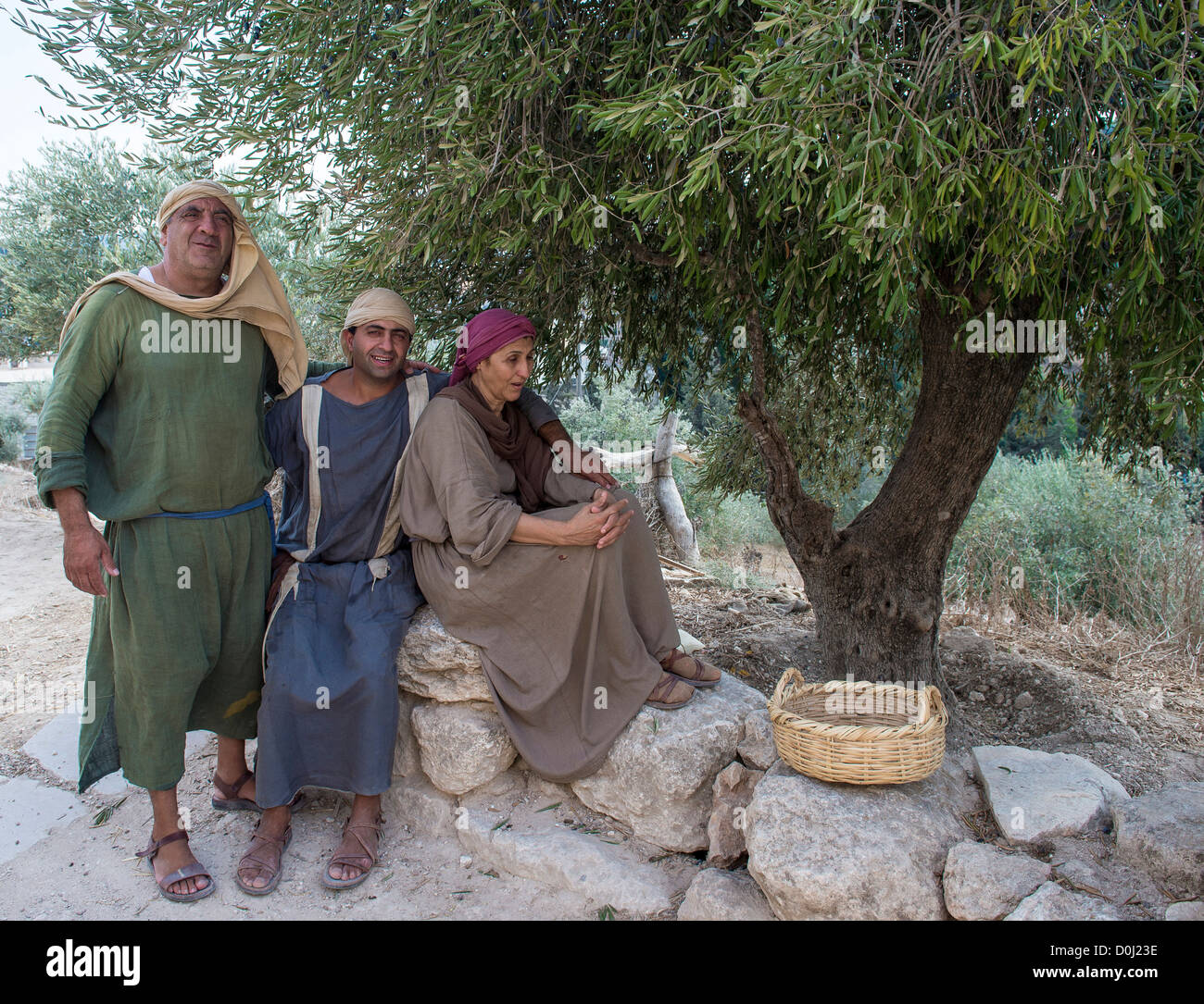 Palestinian farmers harvesting olive tree in Nazareth Village Stock ...