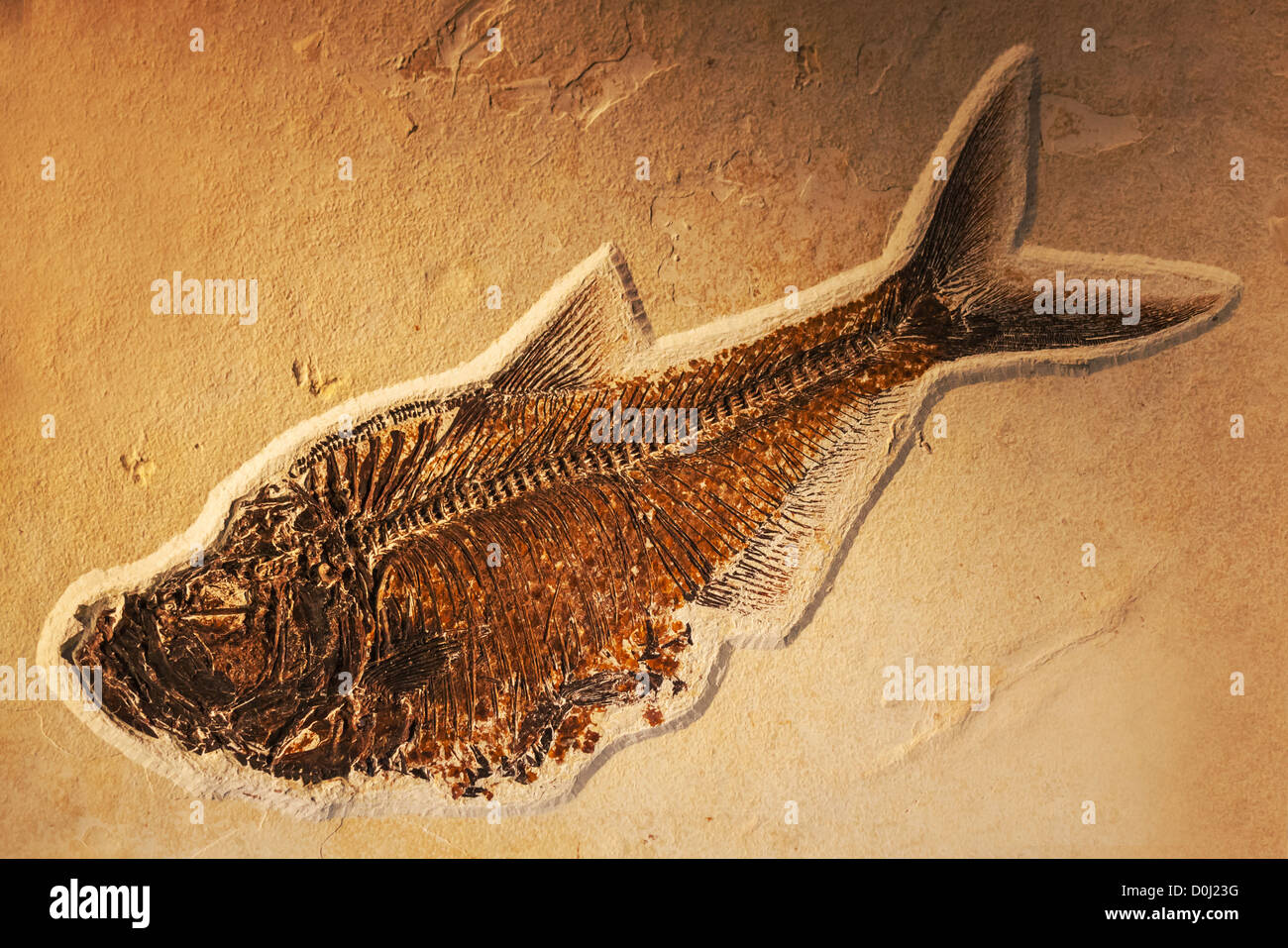 Fish vertebrae hi-res stock photography and images - Alamy