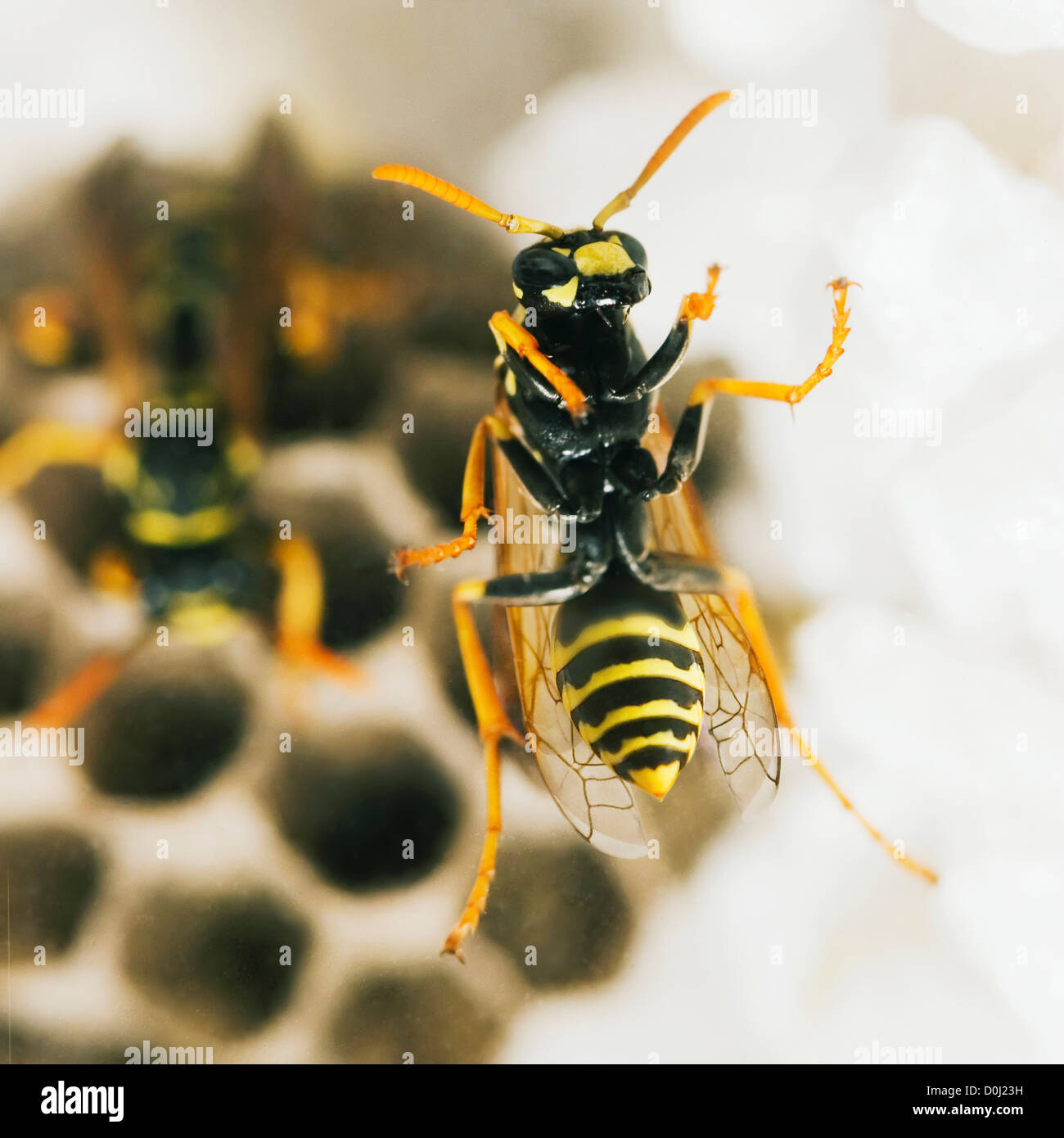 Paper hive hi-res stock photography and images - Alamy
