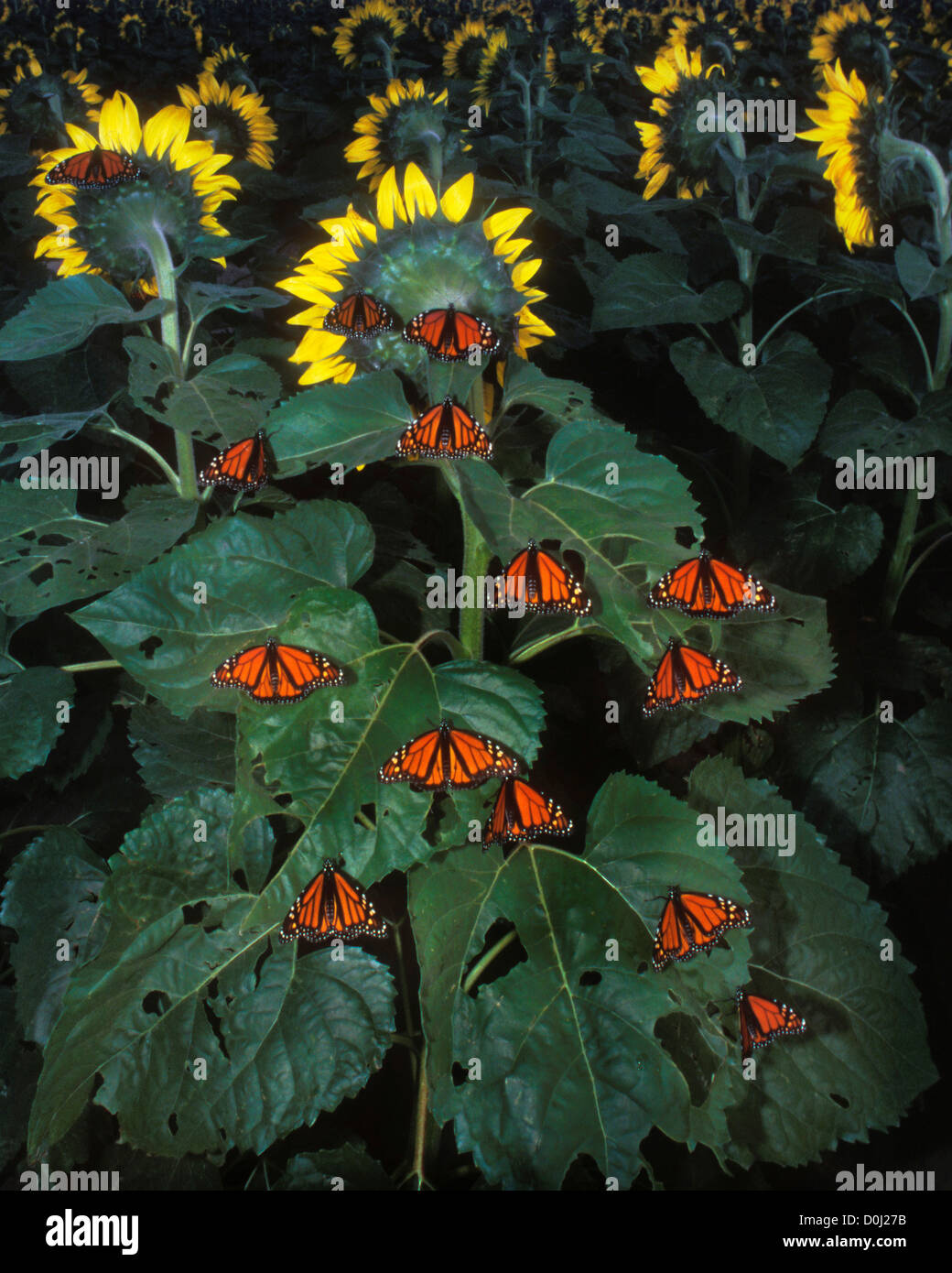 Monarch Butterflies Rest on Sunflowers After Weathering a Storm Stock ...