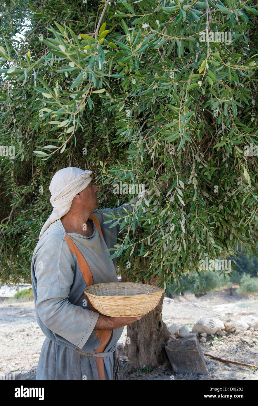 Palestinian farmer harvesting olive tree in Nazareth Village Stock ...