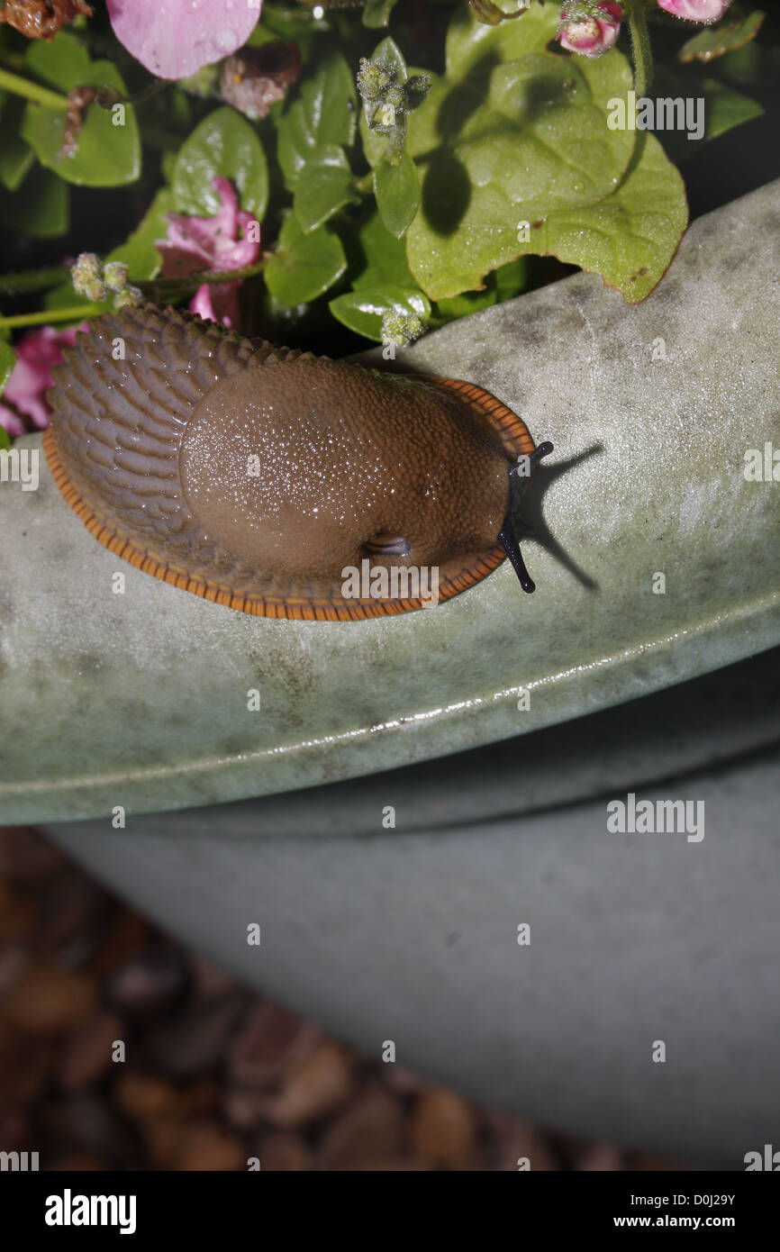 Large red slug on green plant pot in garden Arion ater Stock Photo - Alamy