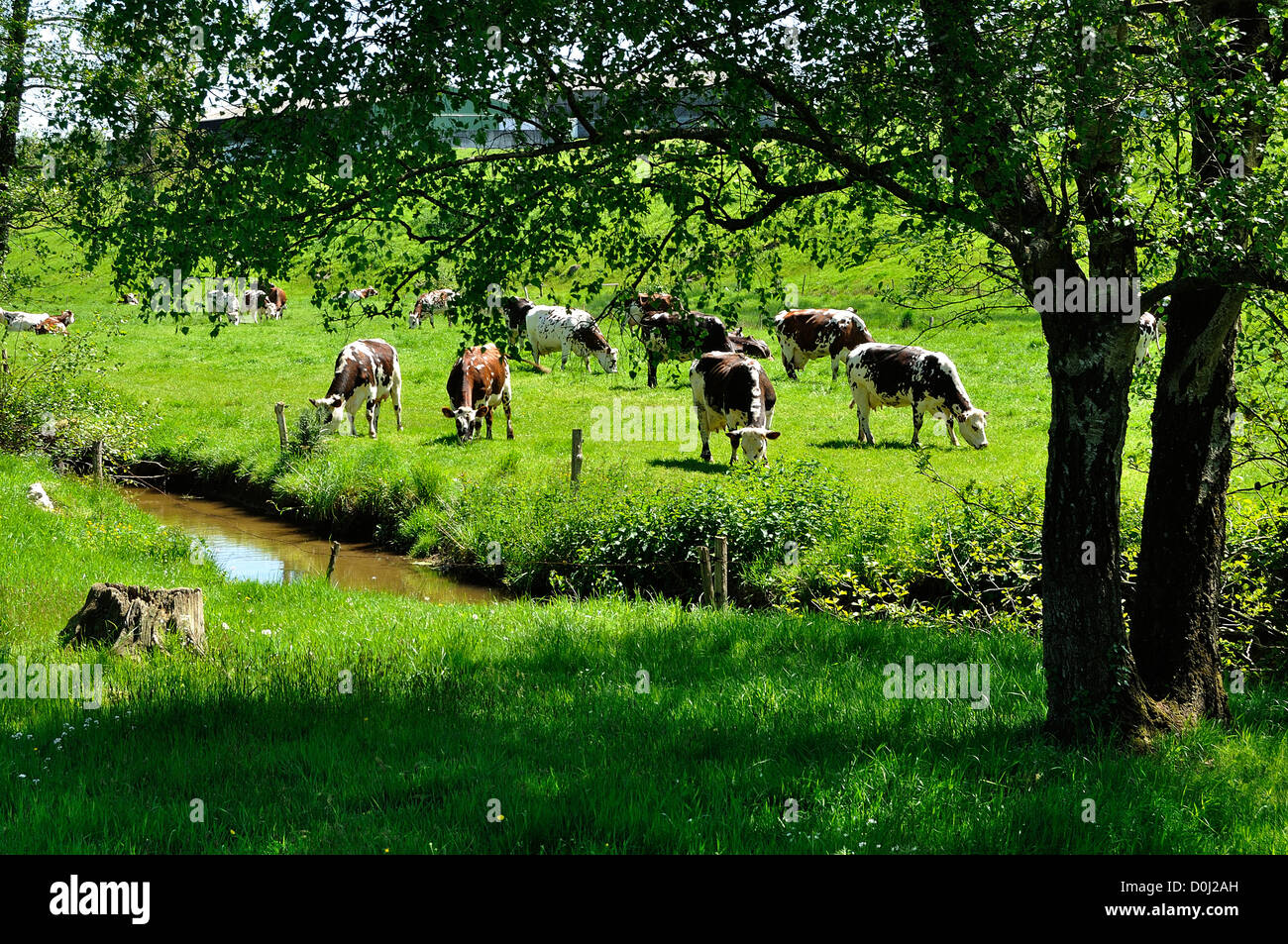 Vaches de pays hi-res stock photography and images - Alamy
