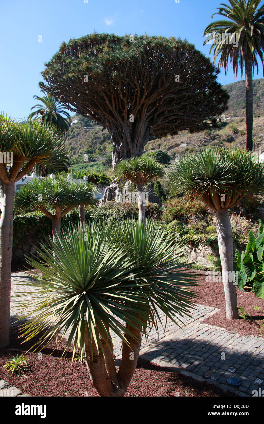 The Millennium Canary Islands Dragon Tree at the Parque del Drago ...