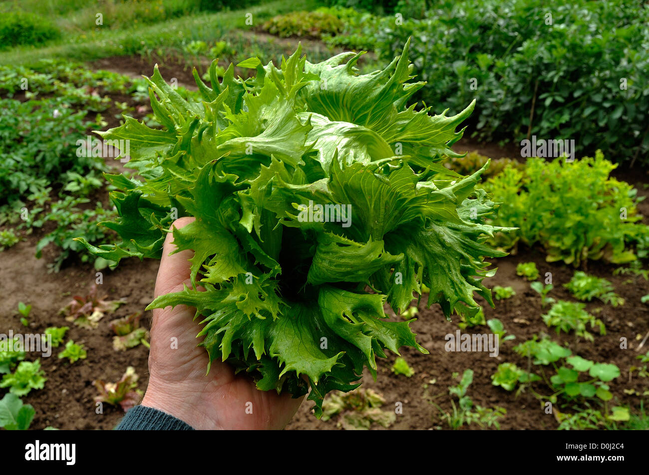 Batavia lettuce, variety : "Queen of the Ices” (Lactuca sativa), in a ...