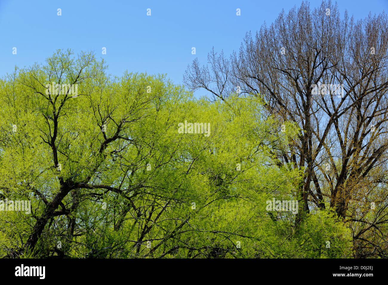 Cottonwood Tree In Spring