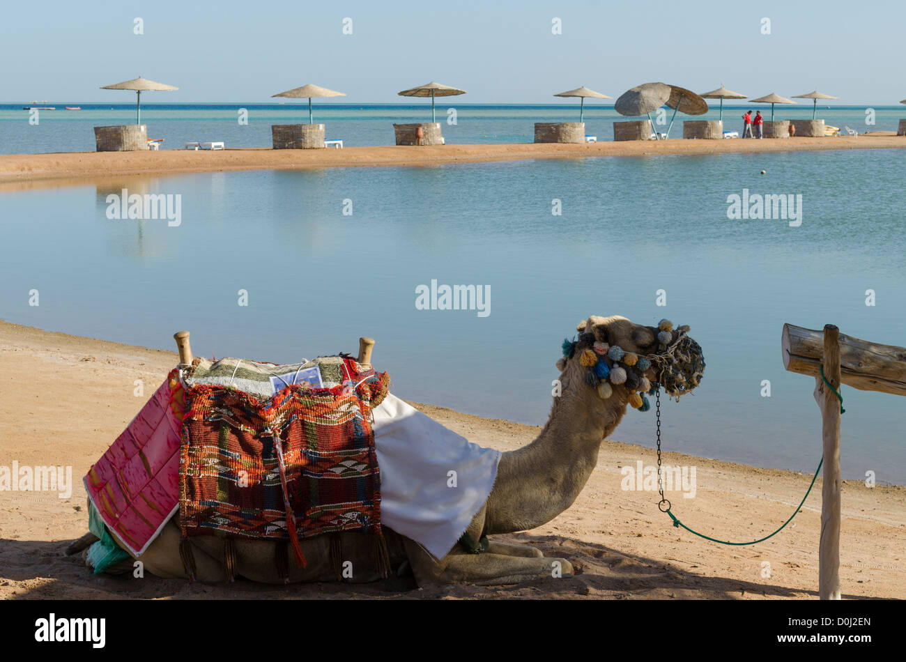 Camel beach resort hi-res stock photography and images - Alamy