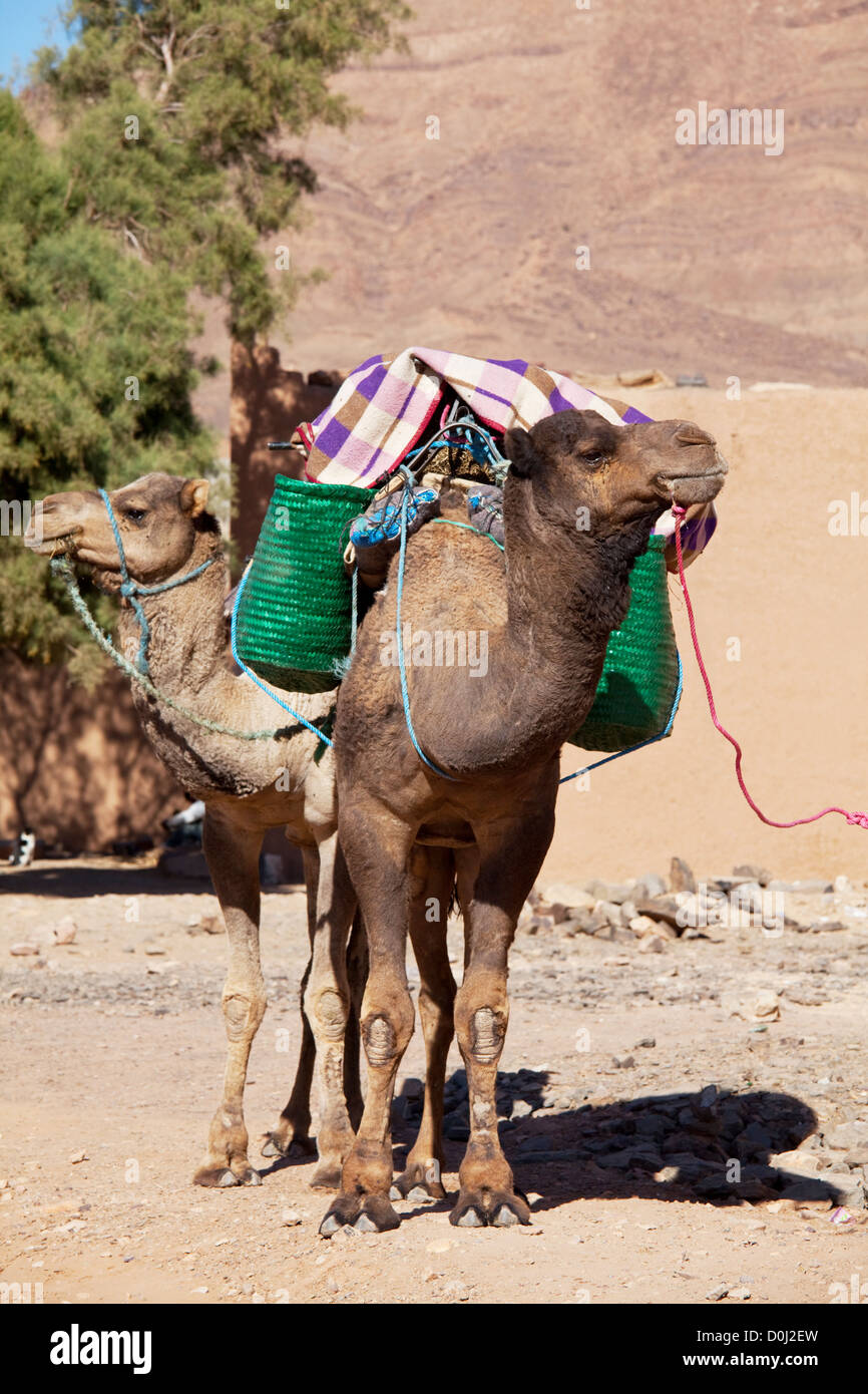 Camel at sunset Stock Photo - Alamy