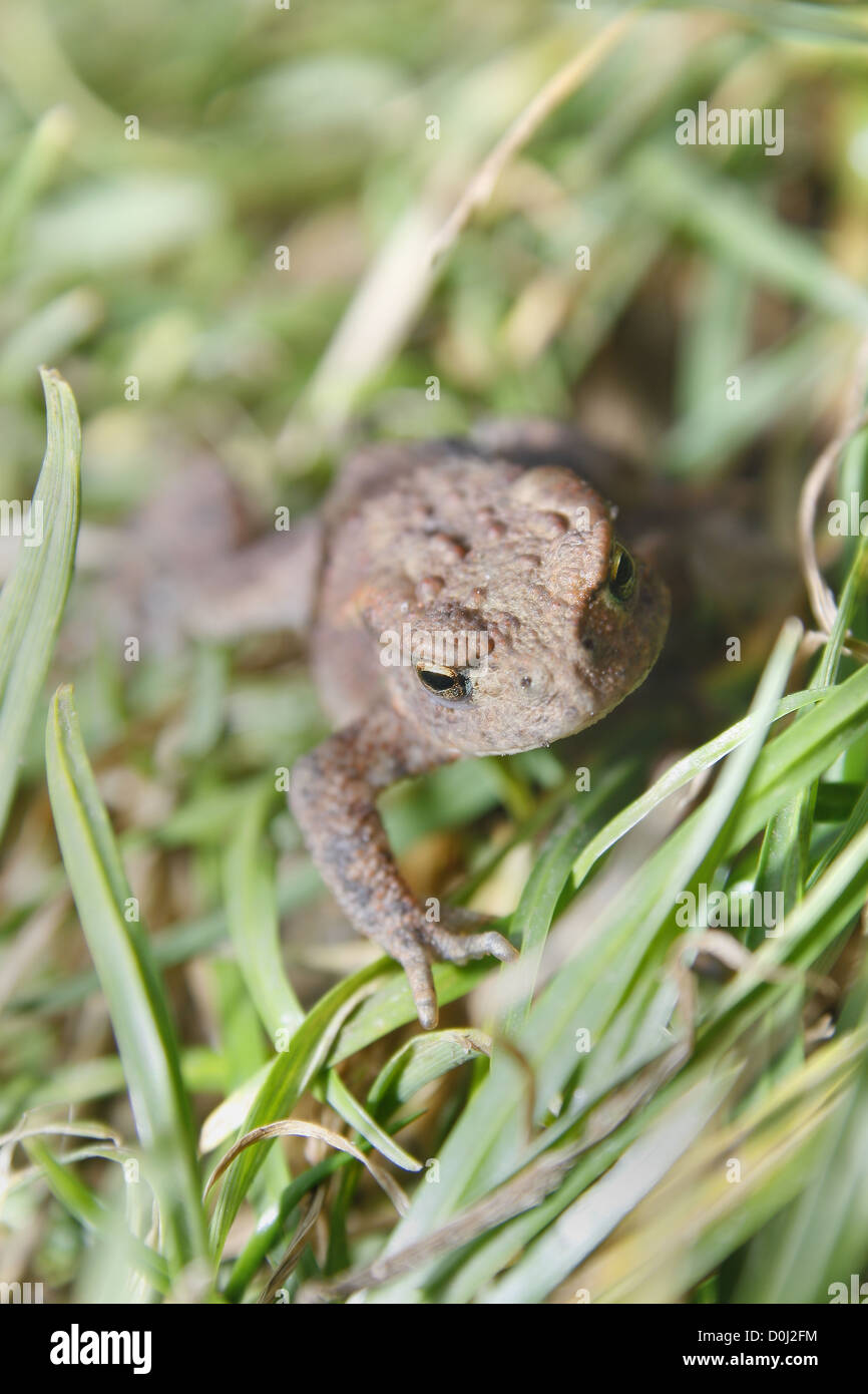 common toad crawling through grass bufo bufo Stock Photo - Alamy