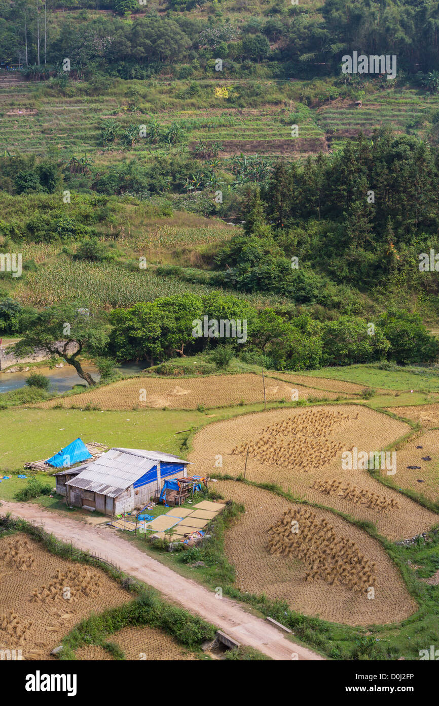 field in Vietnam Stock Photo - Alamy