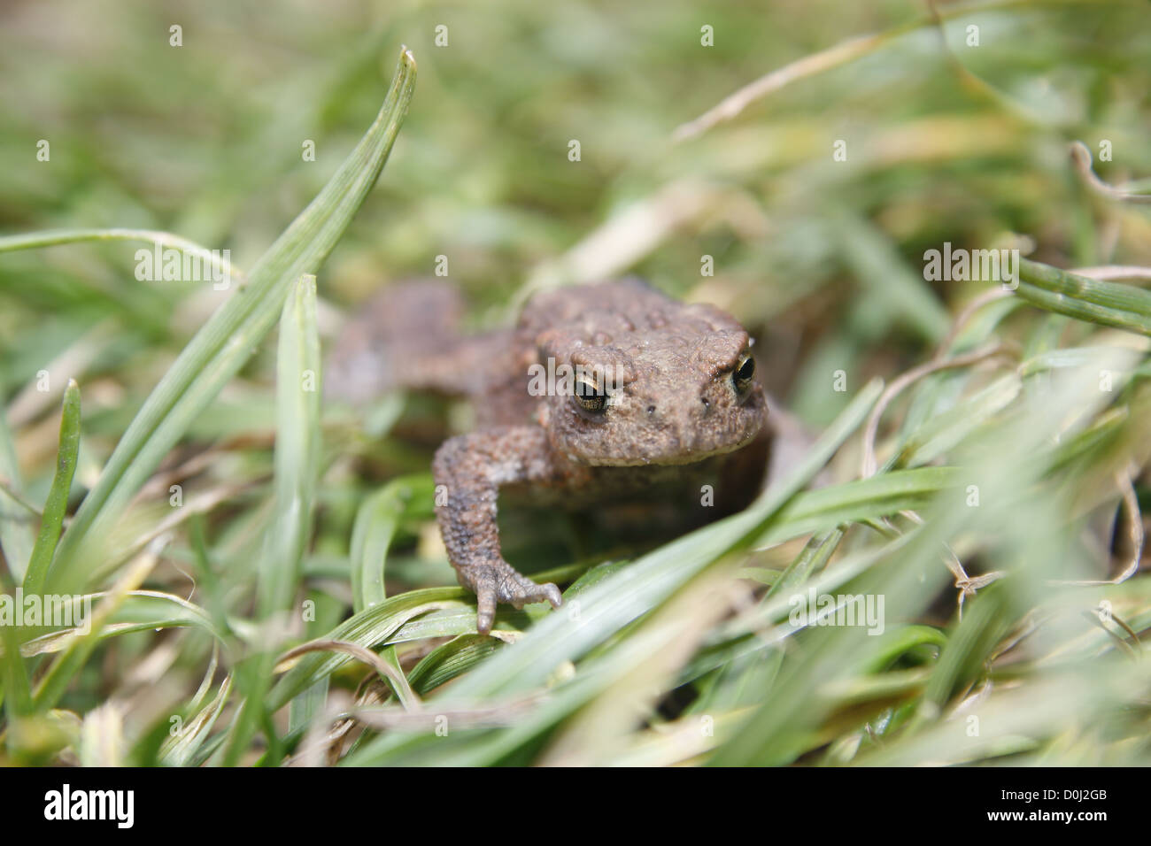 Lumpy grass hi-res stock photography and images - Alamy