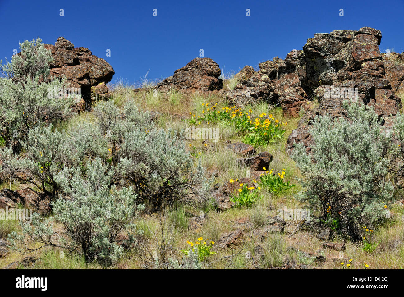 Scrubby hi-res stock photography and images - Alamy