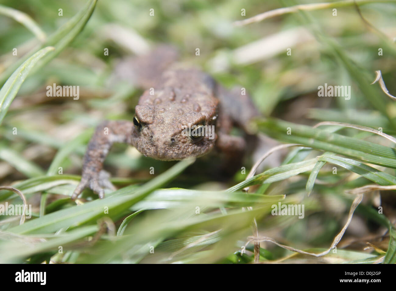 Common toadlet hi-res stock photography and images - Alamy