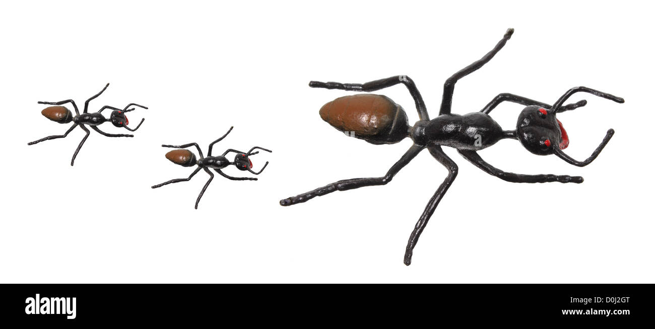 Ants Cut Out Stock Images & Pictures - Alamy