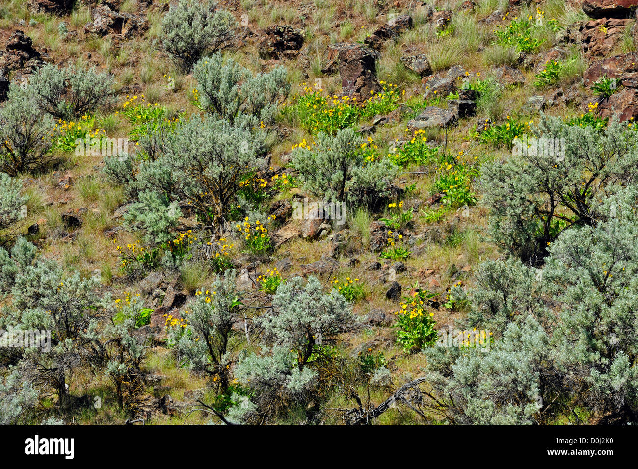 Scrubby hi-res stock photography and images - Alamy