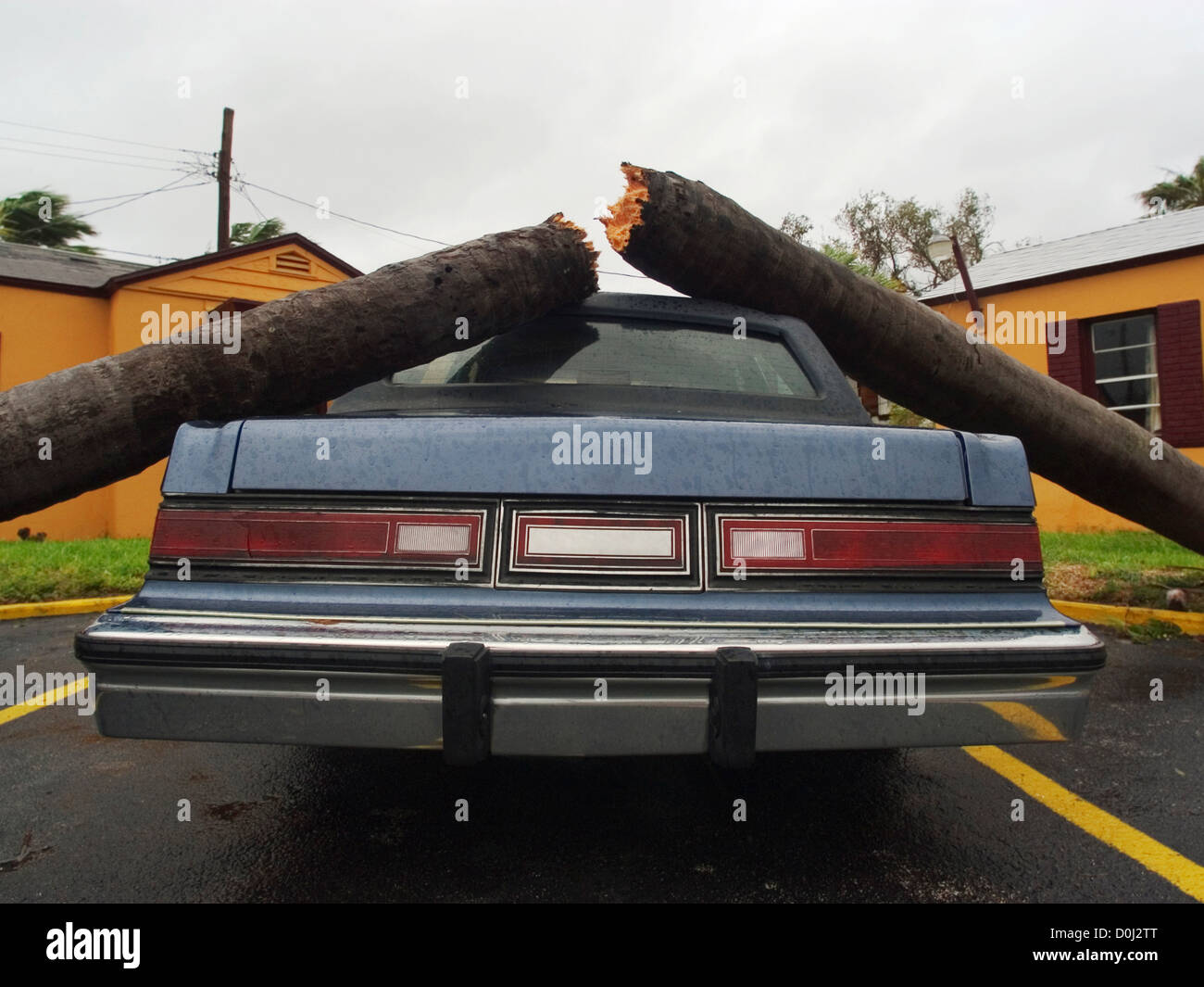 A Palm Tree Trunk is Split in Two After Falling on a Car Stock Photo ...