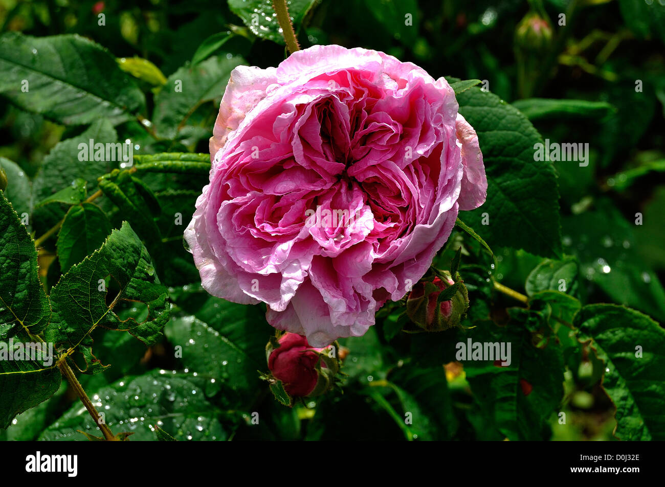 Rosa gallica hi-res stock photography and images - Alamy
