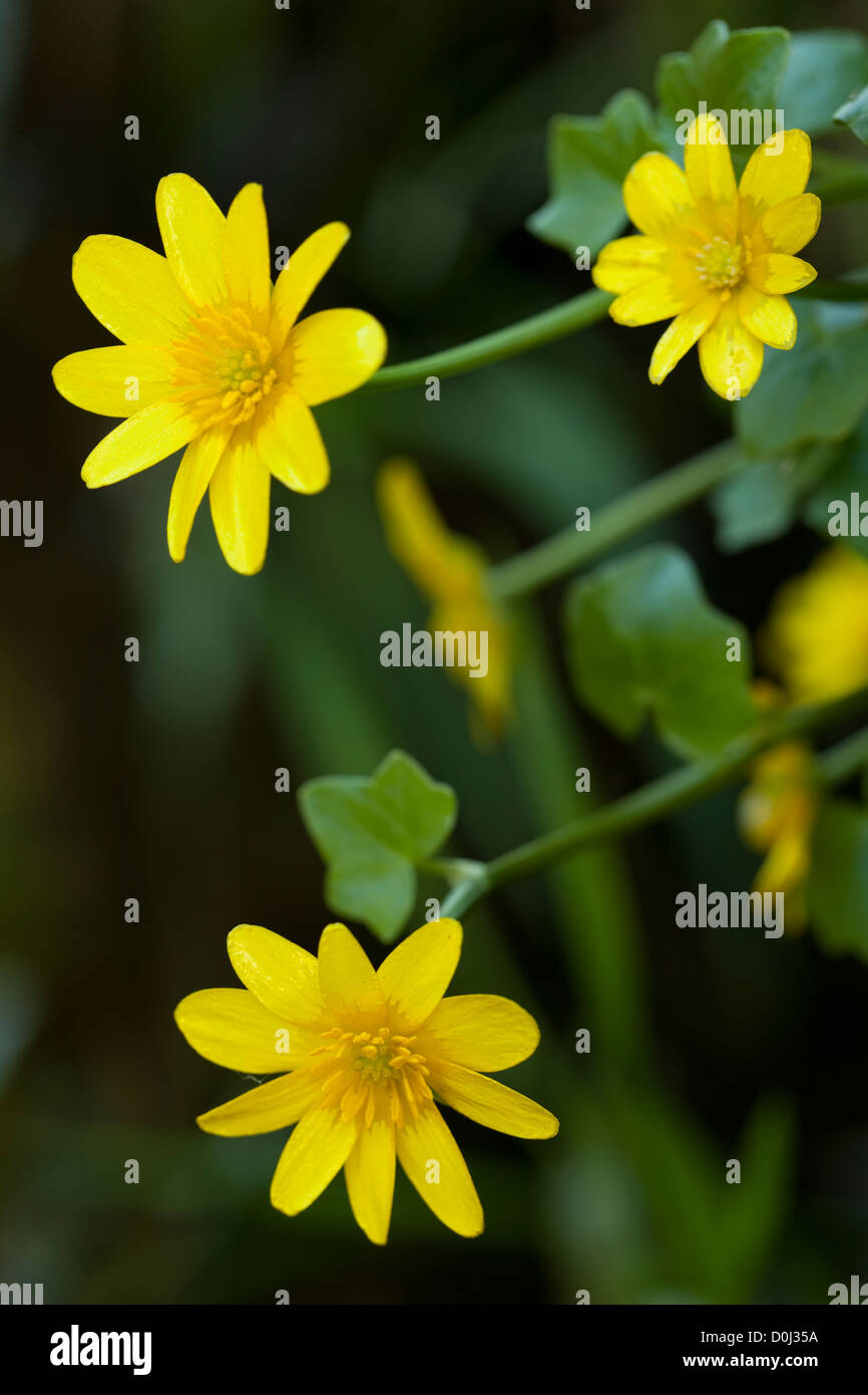 yellow flower buttercup (Ficaria verna) in grass Stock Photo - Alamy
