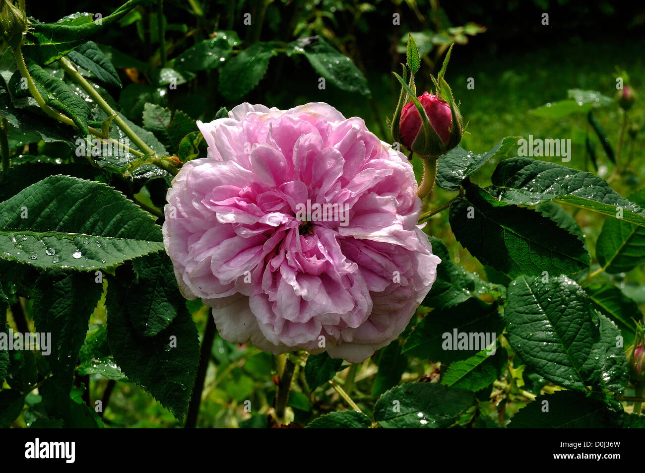 Rosa gallica in bloom, in june, in rose garden Stock Photo - Alamy