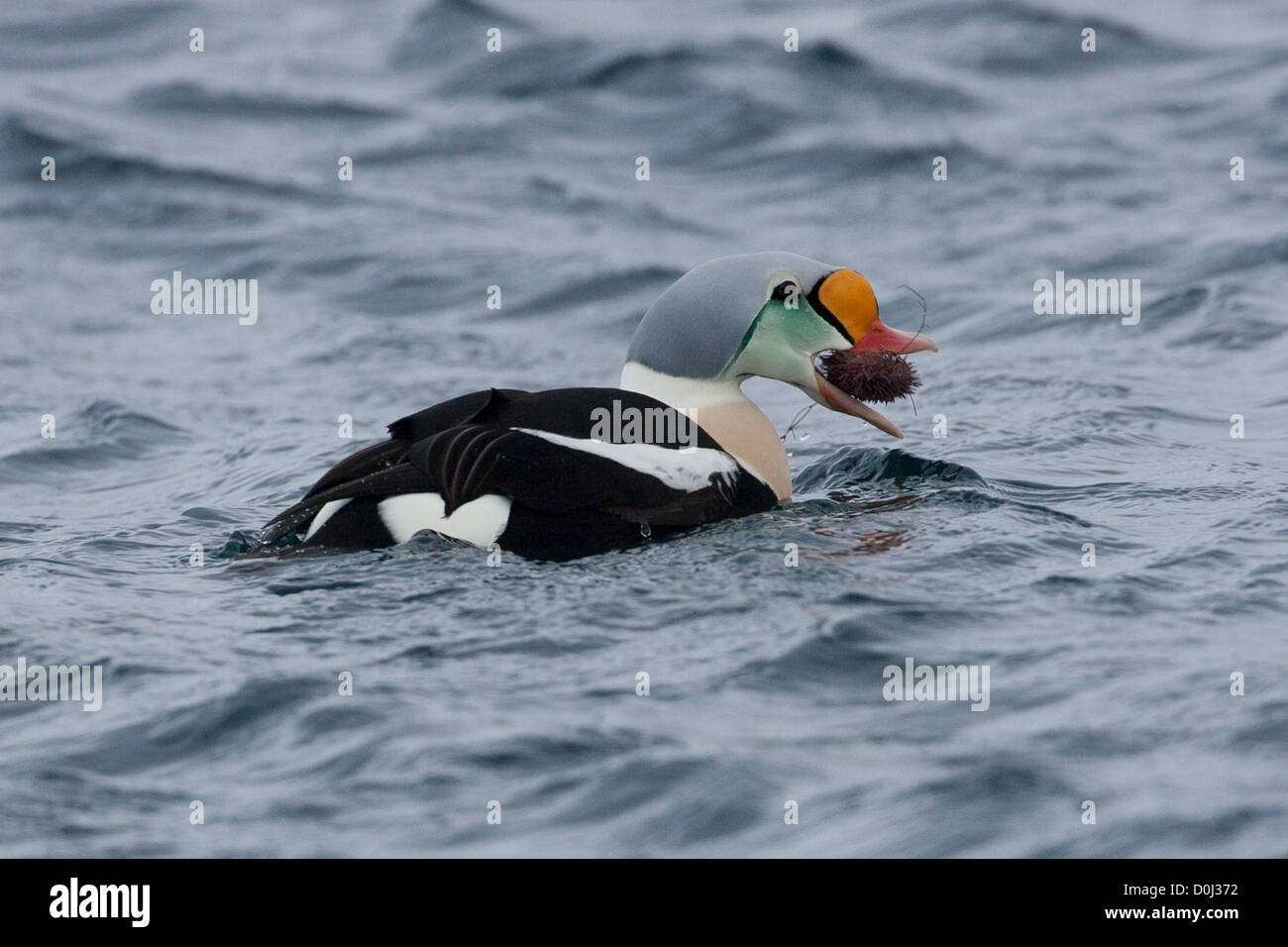 Eider eating hi-res stock photography and images - Alamy
