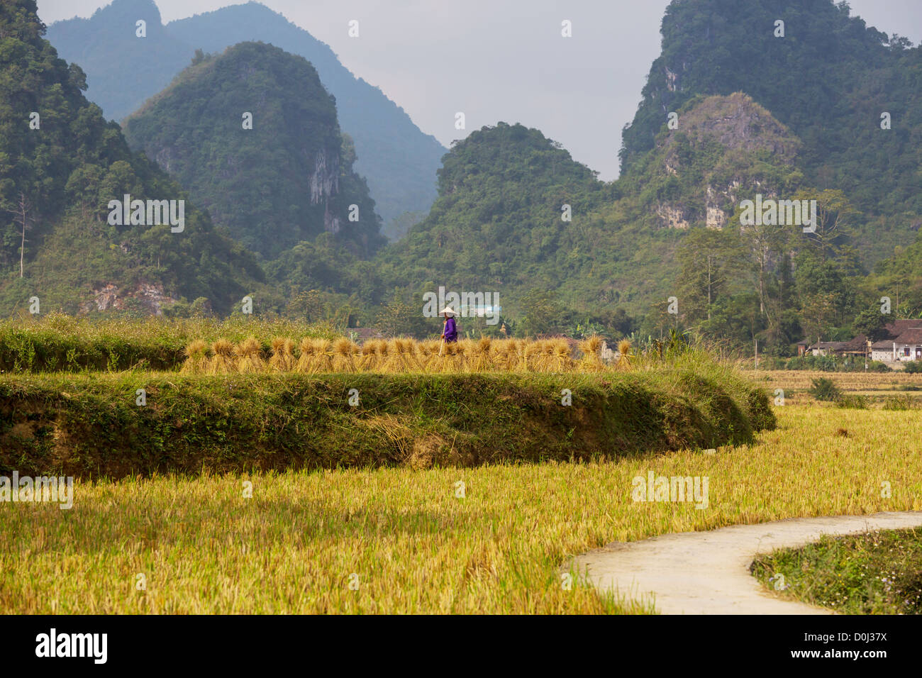 field in Vietnam Stock Photo - Alamy
