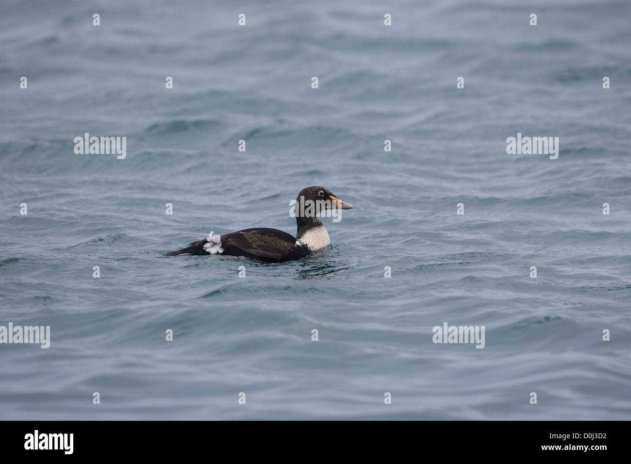Drake King Eider, Varanger Finnmark Norway Stock Photo - Alamy
