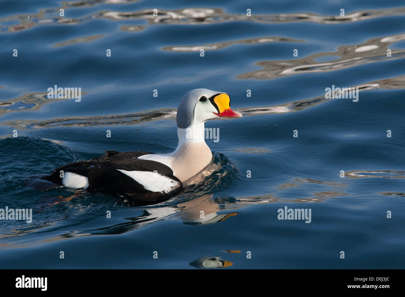 Drake King Eider, Varanger Finnmark Norway Stock Photo - Alamy