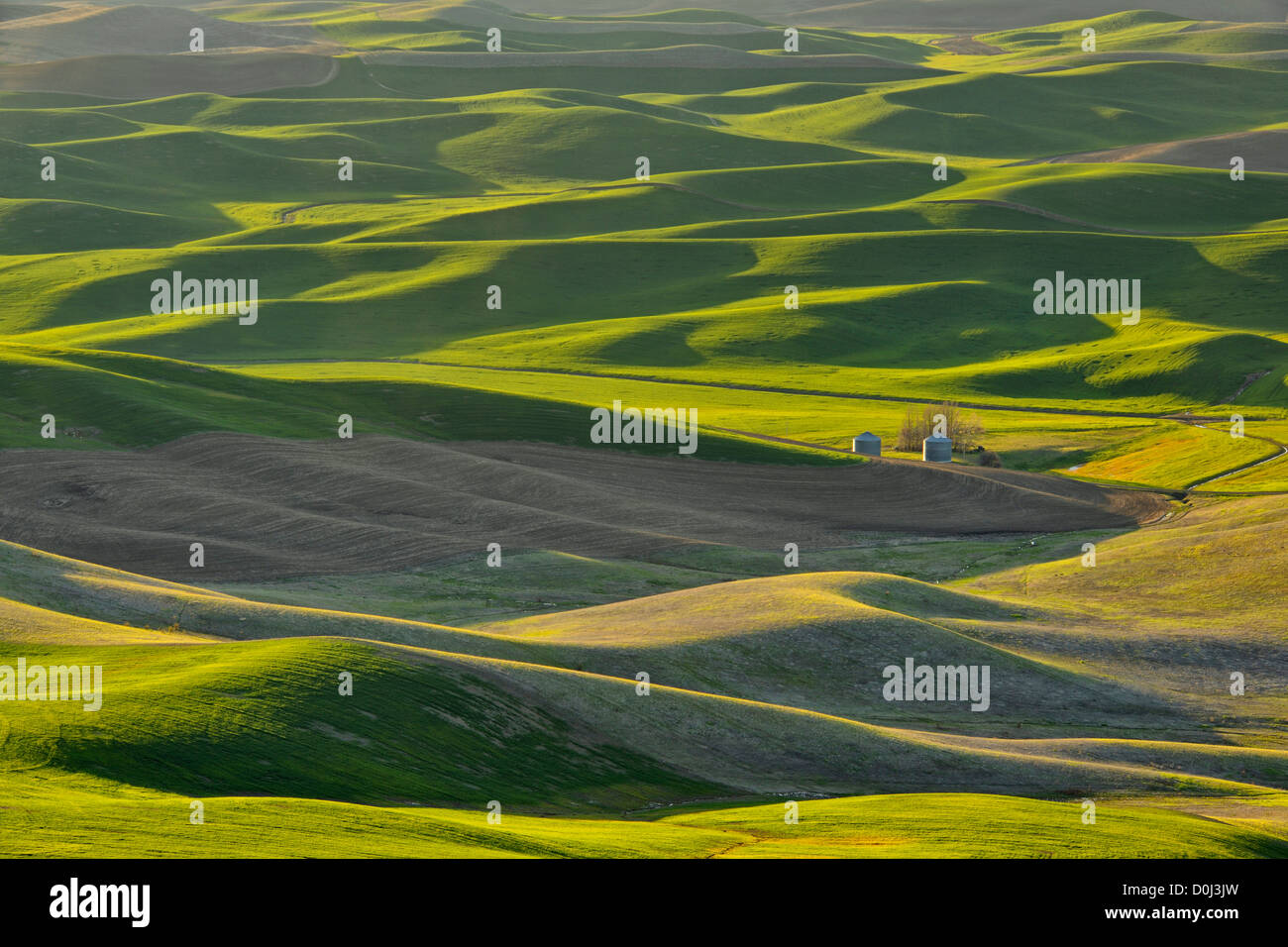 Palouse farmland in evening light in springtime, Steptoe Butte State ...