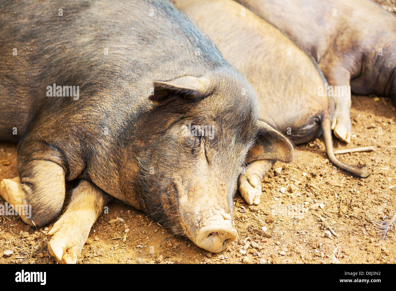 Vietnamese potbellied pig hi-res stock photography and images - Alamy