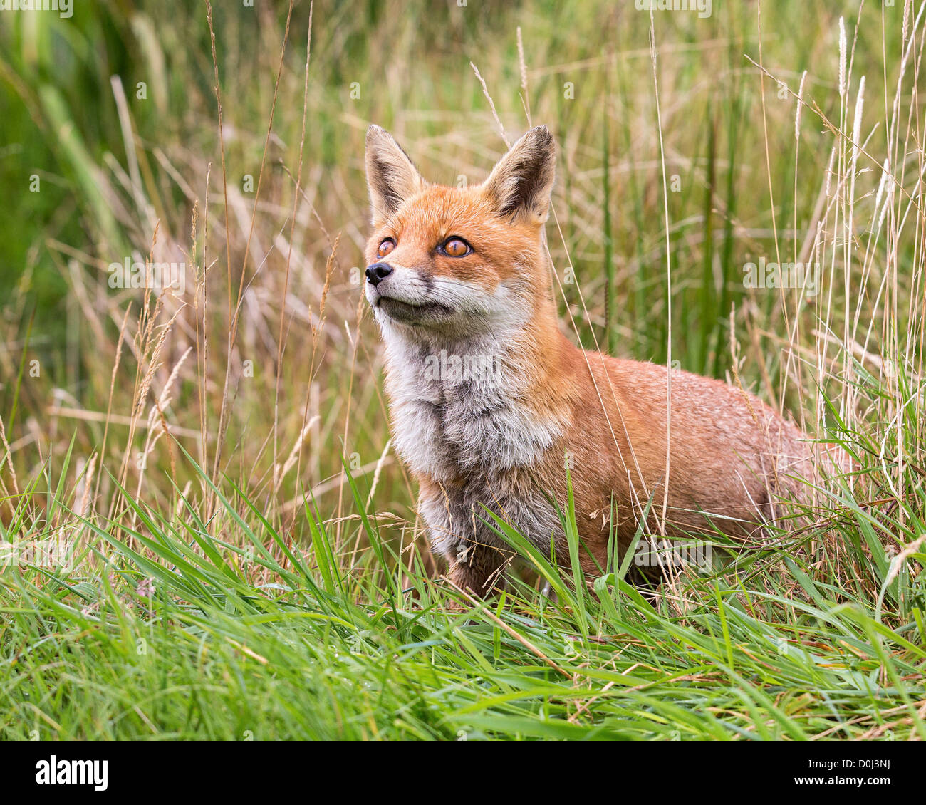 Female red fox (Vulpes vulpes)standing in front of long grass Stock ...