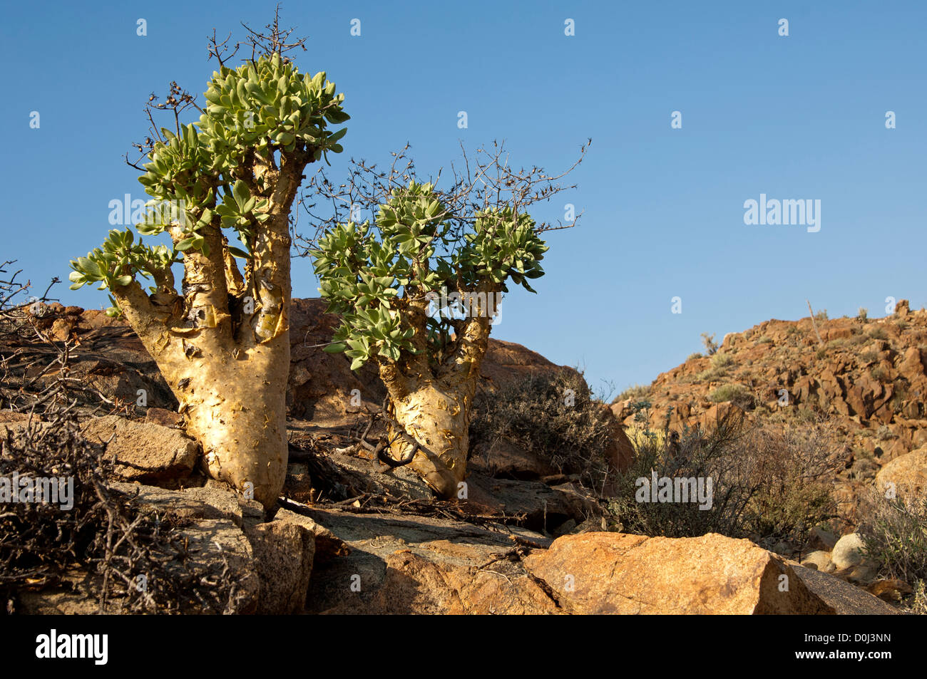 Botterboom or Butter Tree (Tylecodon paniculatus) in habitat ...