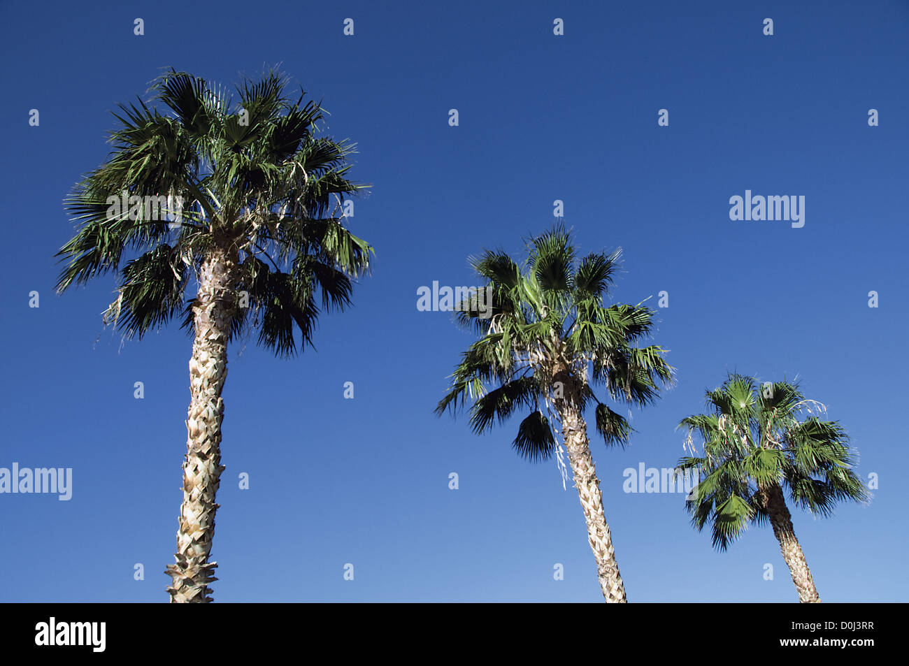 Three palm trees at Las Vegas, Nevada Stock Photo - Alamy