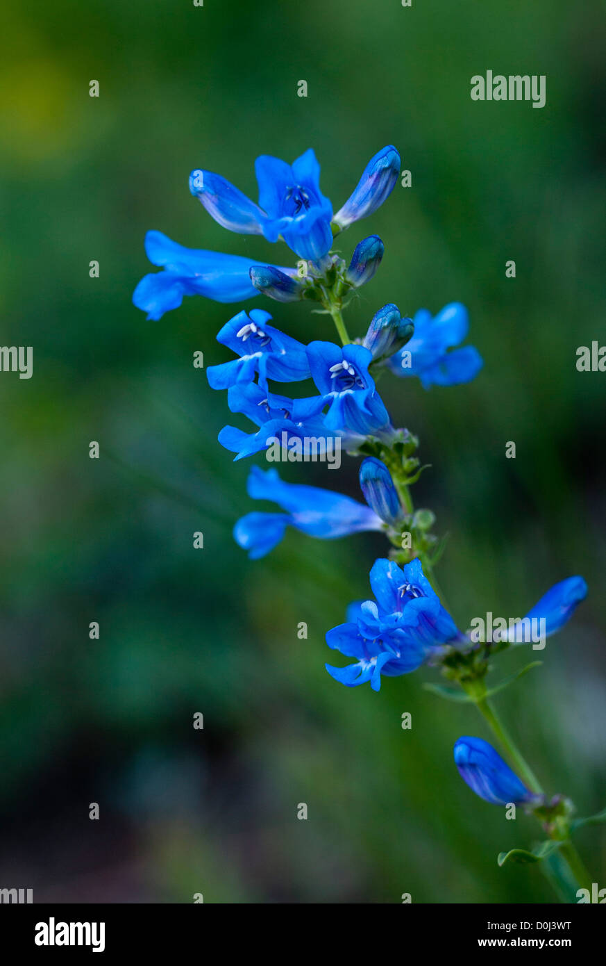 Wildflower in Yellowstone National Park Stock Photo - Alamy