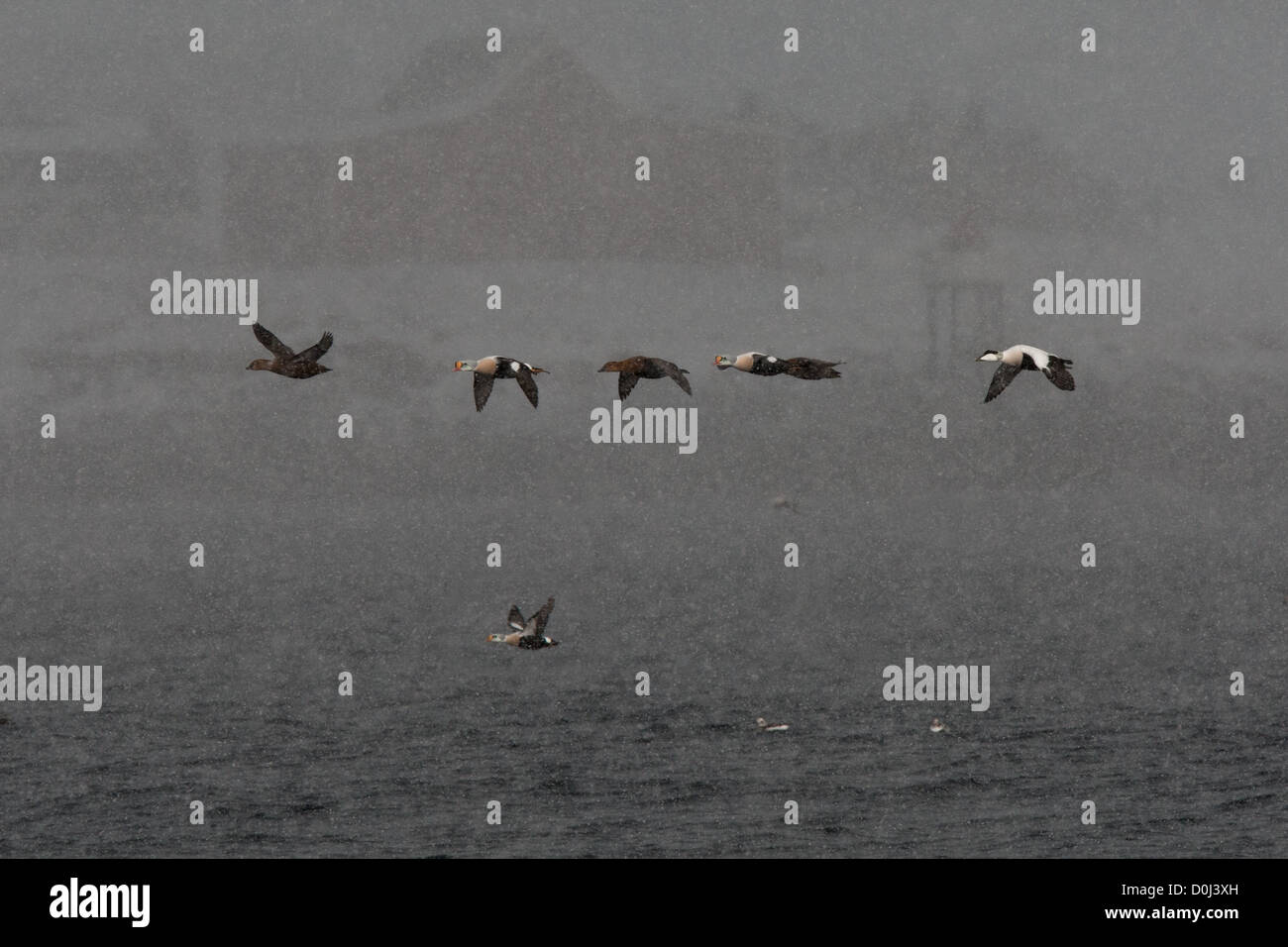 King Eiders flying in a blizzard, Varanger, Finnmark, Norway Stock ...