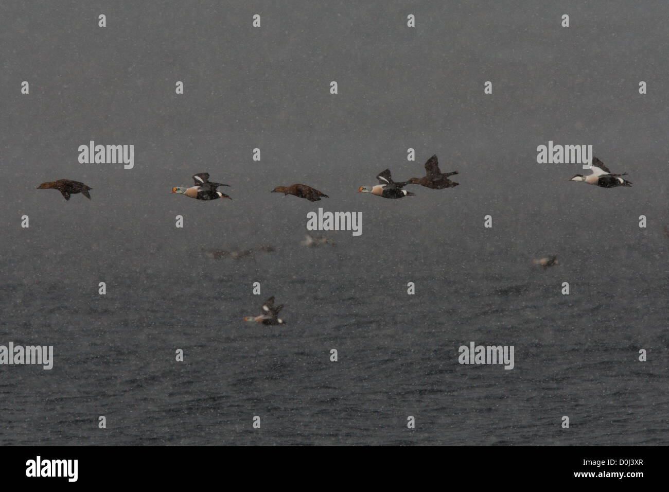 Flying eiders hi-res stock photography and images - Alamy