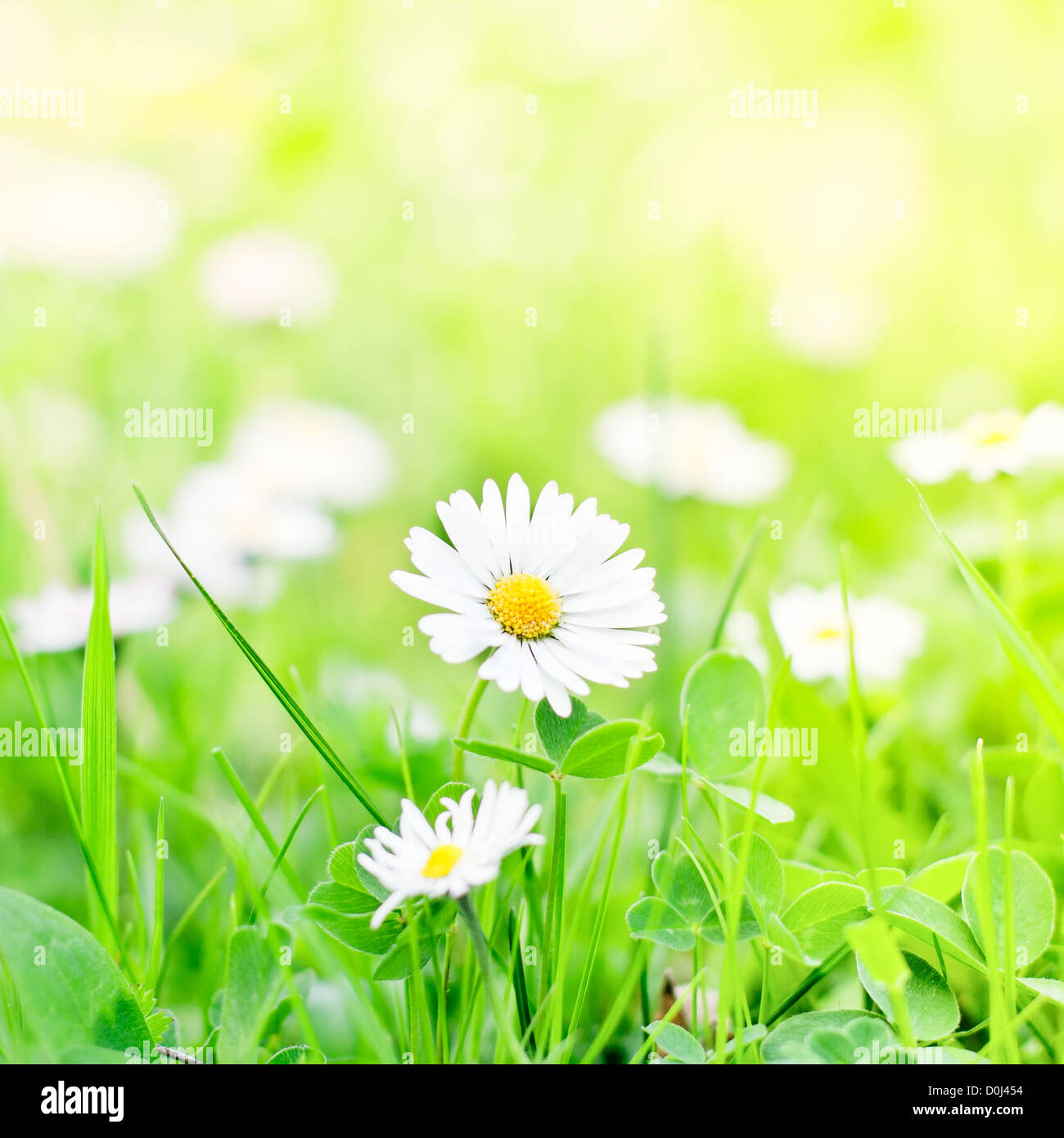 Spring flower daisy Stock Photo - Alamy