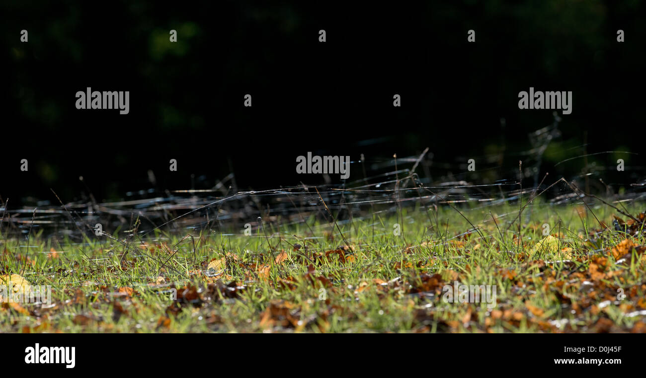 Gossamer hi-res stock photography and images - Alamy