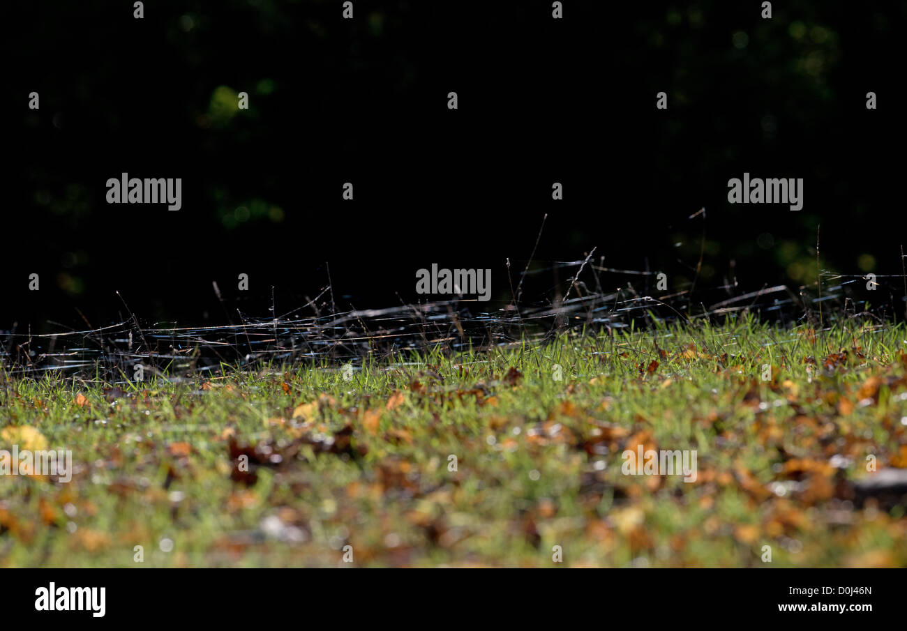 Gossamer spider hi-res stock photography and images - Alamy