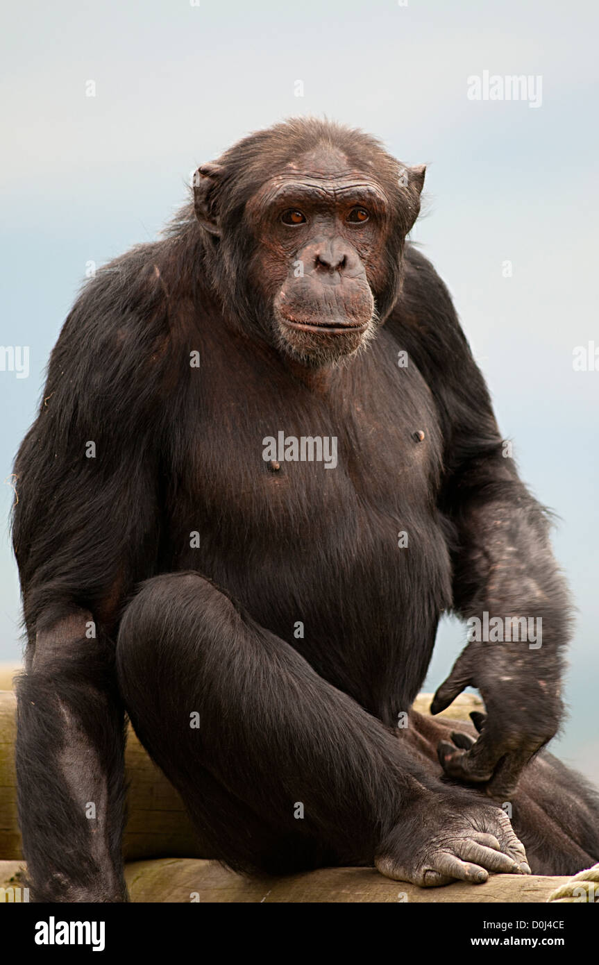 Chimpanzee hi-res stock photography and images - Alamy