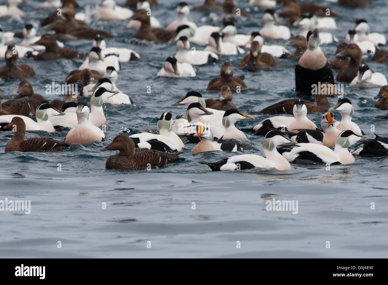 Drake King Eiders with Common Eiders Common Eider Somateria mollissima ...