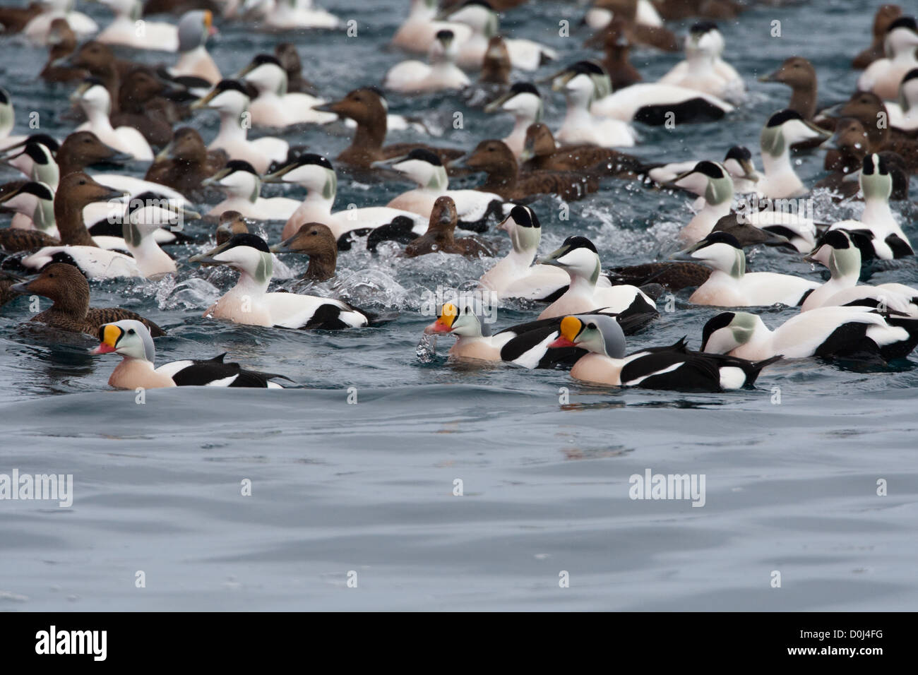 Drake King Eiders with Common Eiders Common Eider Somateria mollissima ...