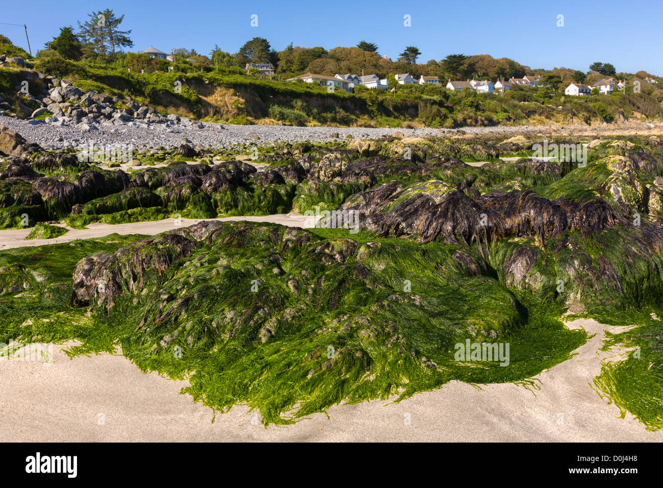 Coverack beach, Lizard peninsular, Cornwall, England Stock Photo - Alamy