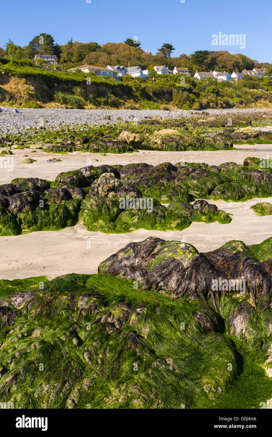 Coverack beach, Lizard peninsular, Cornwall, England Stock Photo - Alamy