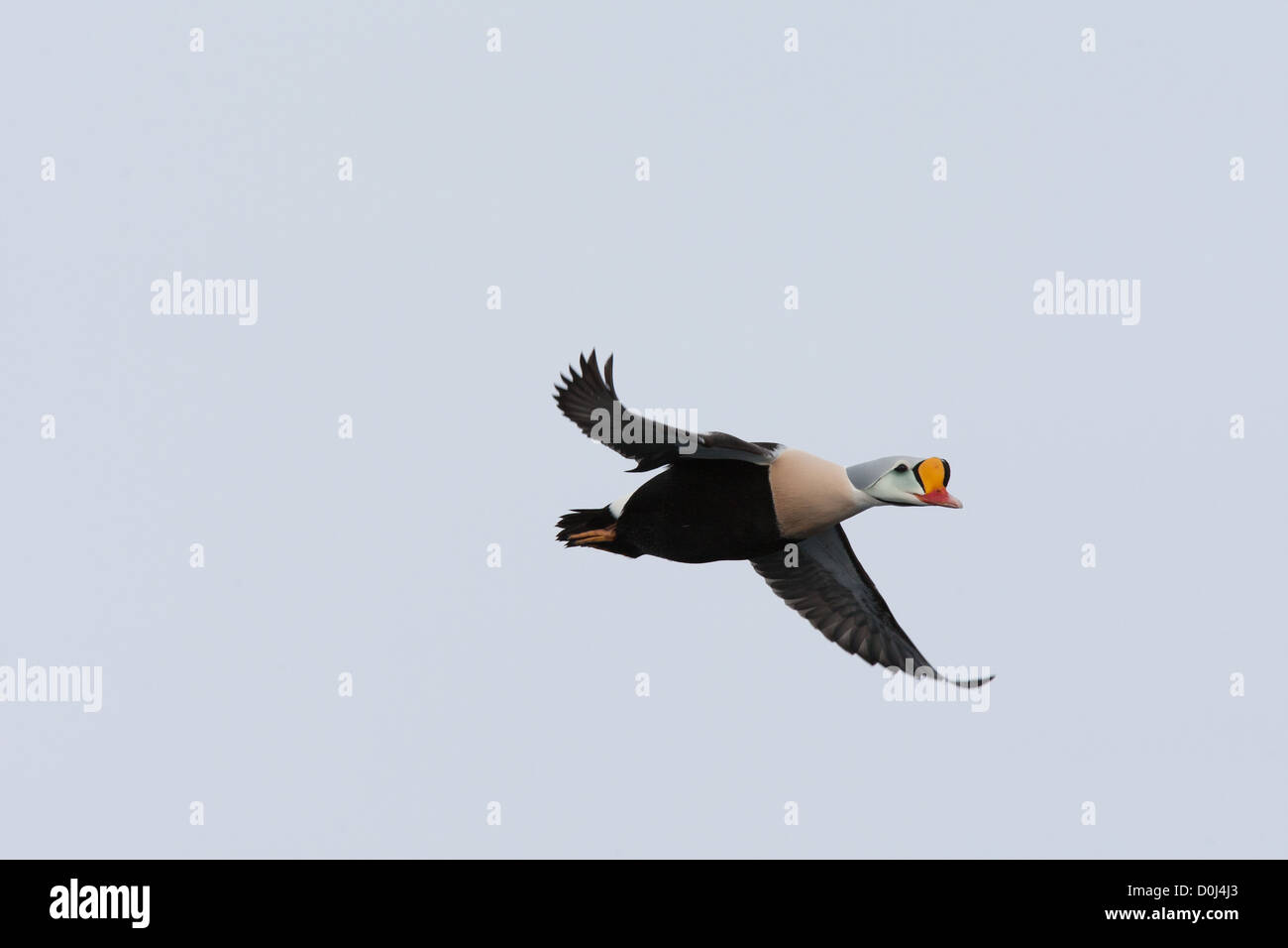 King eider flight hi-res stock photography and images - Alamy