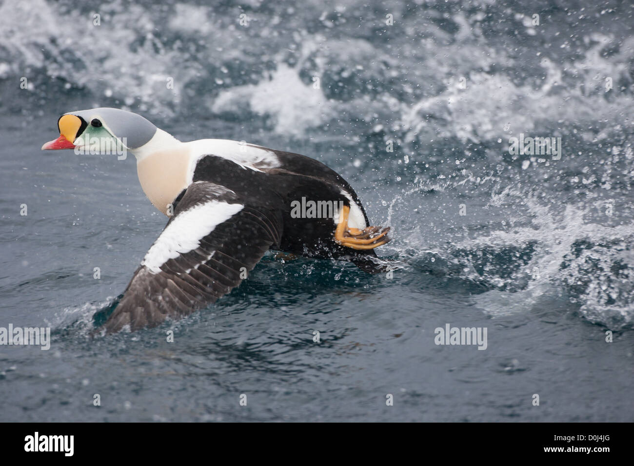 Drake King Eider, Varanger Finnmark Norway Stock Photo - Alamy