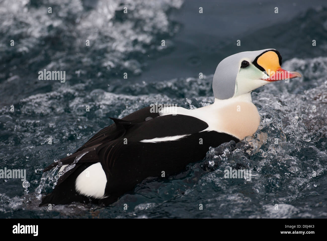 Drake King Eider, Varanger Finnmark Norway Stock Photo - Alamy